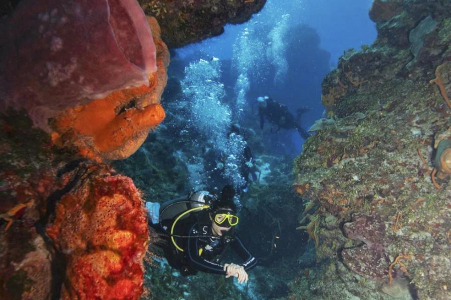Diving to Protect Cozumel's Splendid Toadfish | Scuba Diving