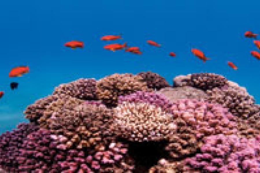 Underwater Photography Tips: How to Make Colors Pop | Scuba Diving