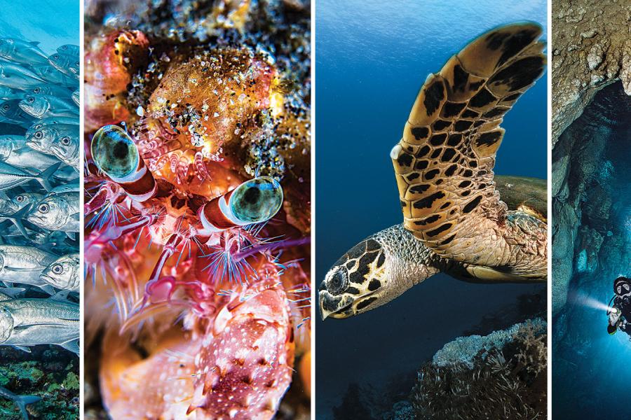 Best Scuba Diving Sites in Asia Pacific | Scuba Diving