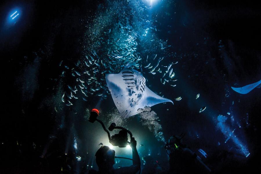 The Ultimate Guide to Scuba Diving Hawaii | Scuba Diving