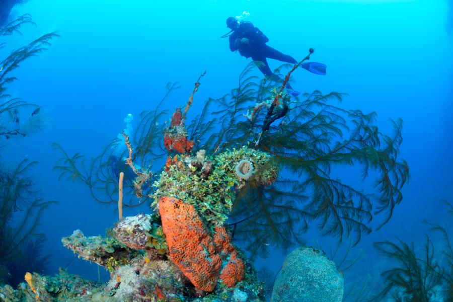Scuba Diving the Red Sea by Liveaboard | Scuba Diving