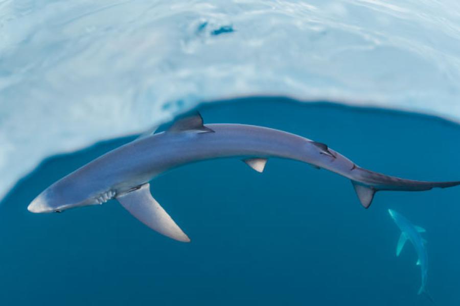 Interesting Facts about Blue Sharks | Scuba Diving