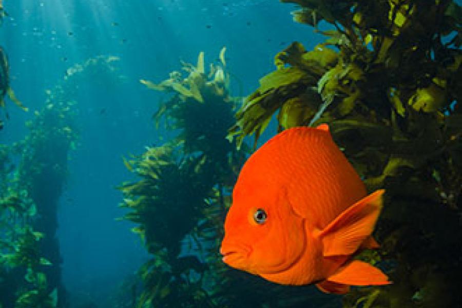 California Diver: Spot a Garibaldi Fish | Scuba Diving