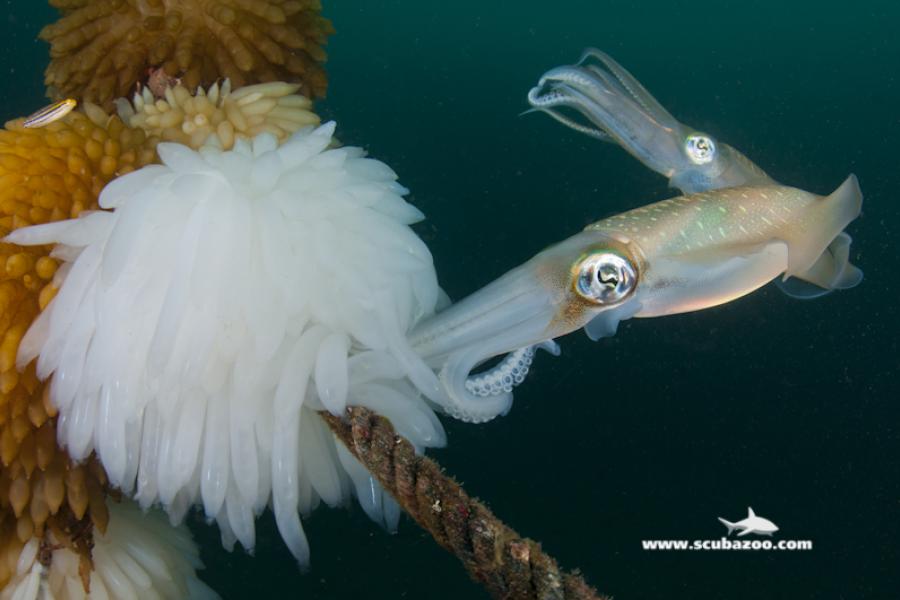 Photo Gallery: Octopus, Cuttlefish and Squid | Scuba Diving