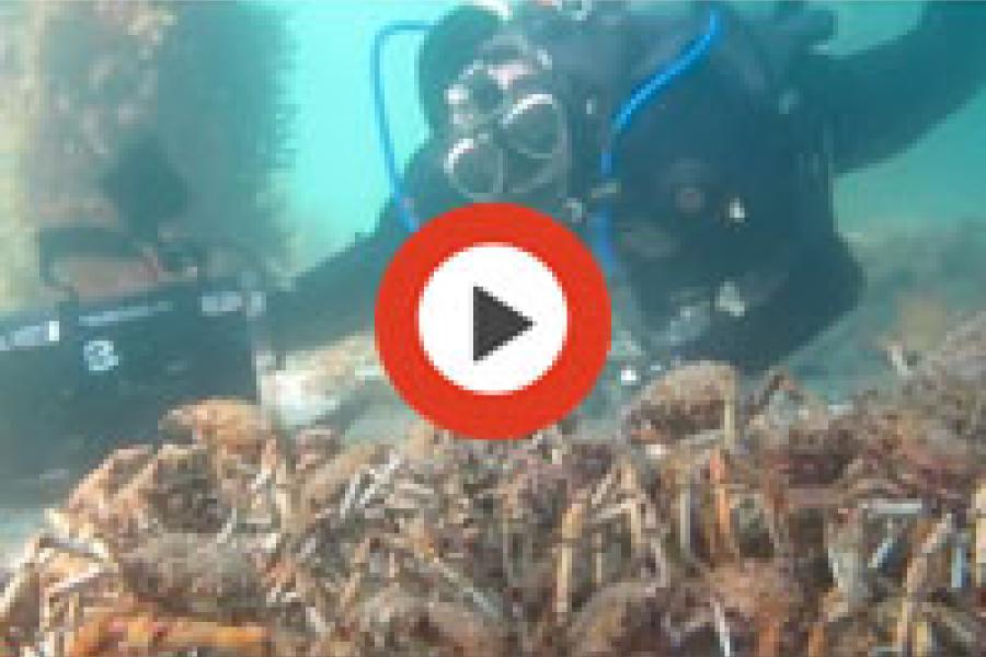 The Great Spider Crab Migration | Australia | Scuba Diving