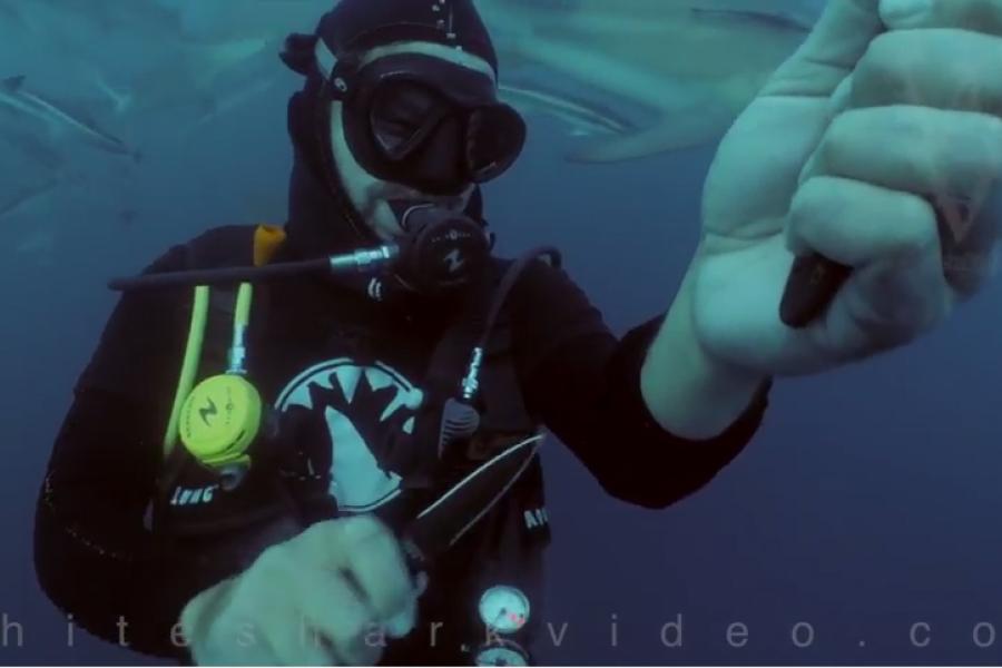 Diver Cuts His Wrist While Surrounded by Sharks to Prove a Point ...