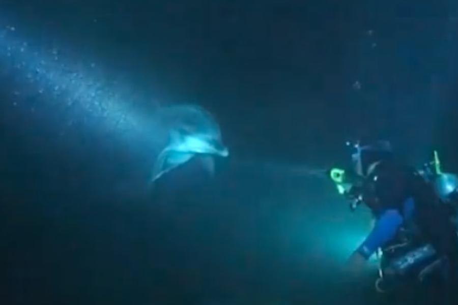 Diver Helps Dolphin Untangle From Fishing Line! [VIDEO] | Scuba Diving
