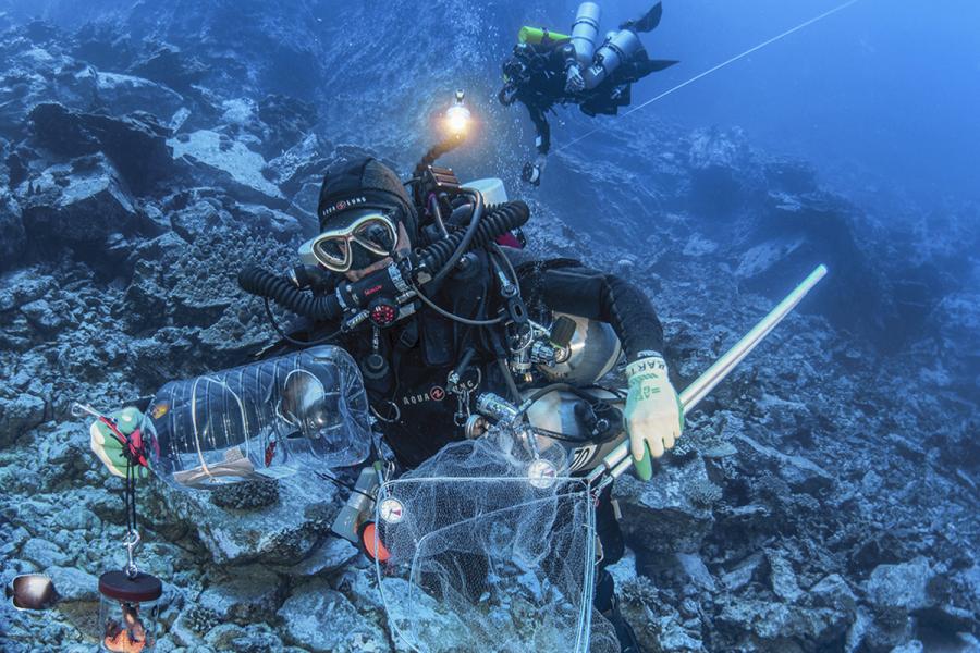 Researchers Discover New Species in Groundbreaking Dives off Easter ...