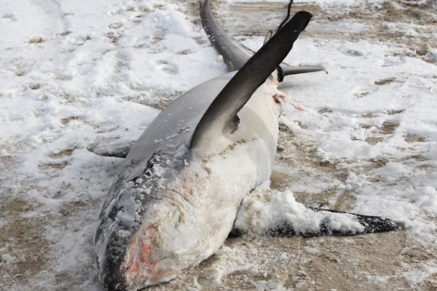 Why Did Frozen Thresher Sharks Wash Up on Cape Cod Beaches? | Scuba Diving