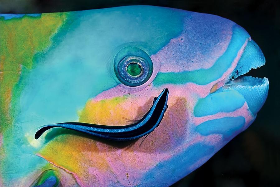 10 Amazing Photos of Fish Eating Behaviors | Scuba Diving