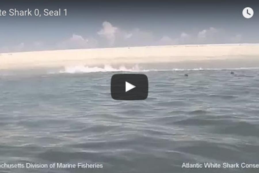 Video: Great White Shark Hunts Seal off Cape Cod | Scuba Diving