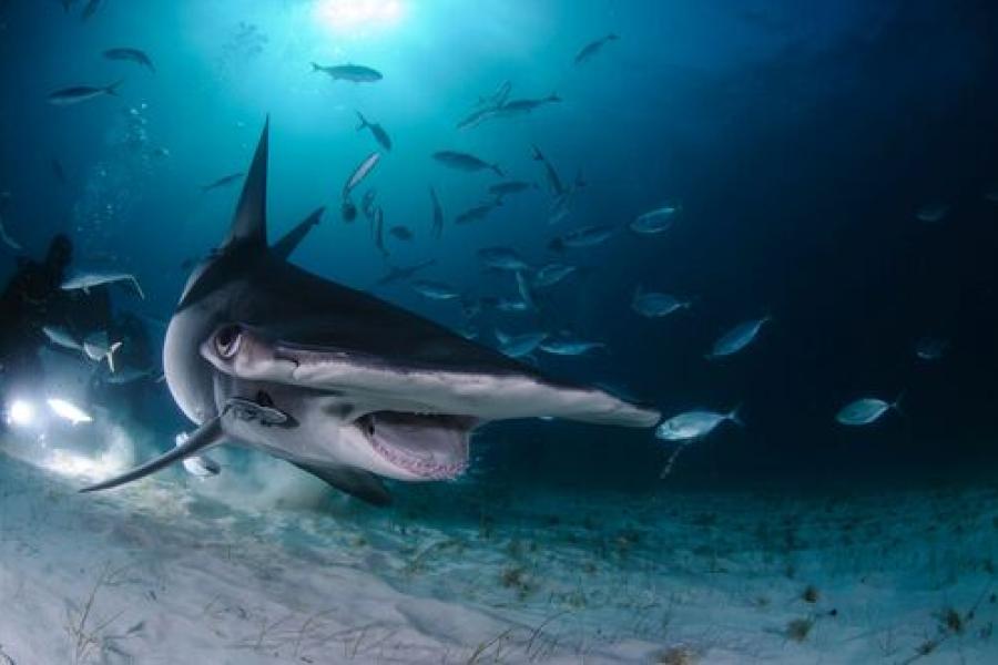 How Smart are Sharks? | Scuba Diving