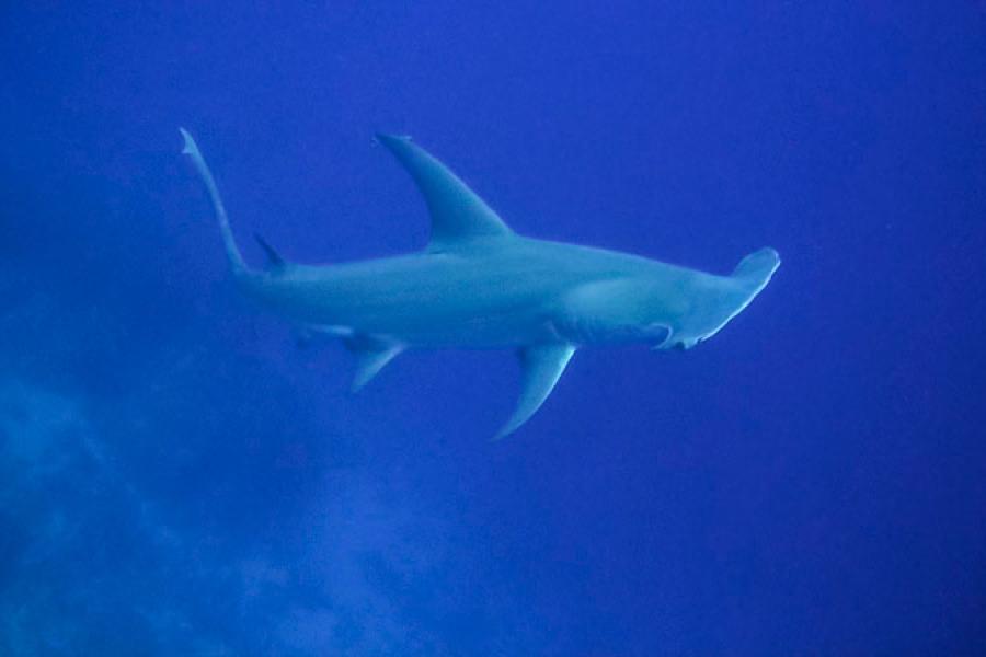 Tales from the Deep: Bahamas Hammerhead! [Video and Photos] | Scuba Diving