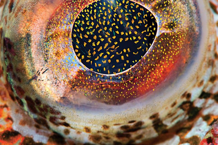 Photography Tips: In The Eyes | Scuba Diving
