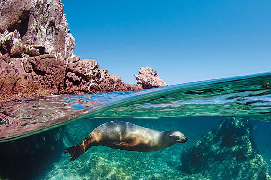 2014 World’s Best Diving & Resorts: Mexico | Scuba Diving