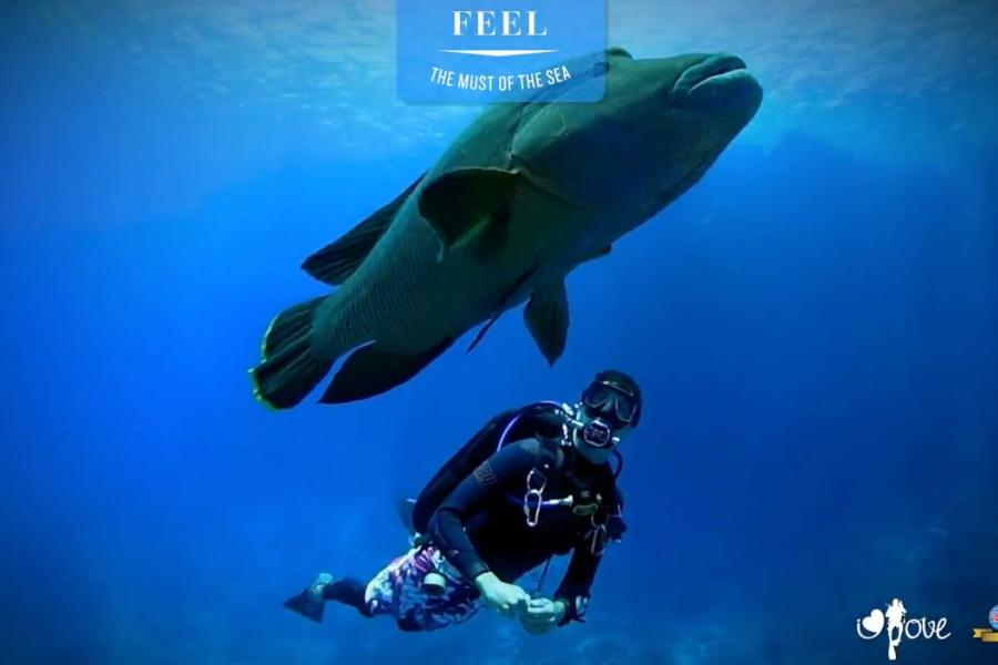 Experience Scuba Diving Virtual Reality with New App | Scuba Diving