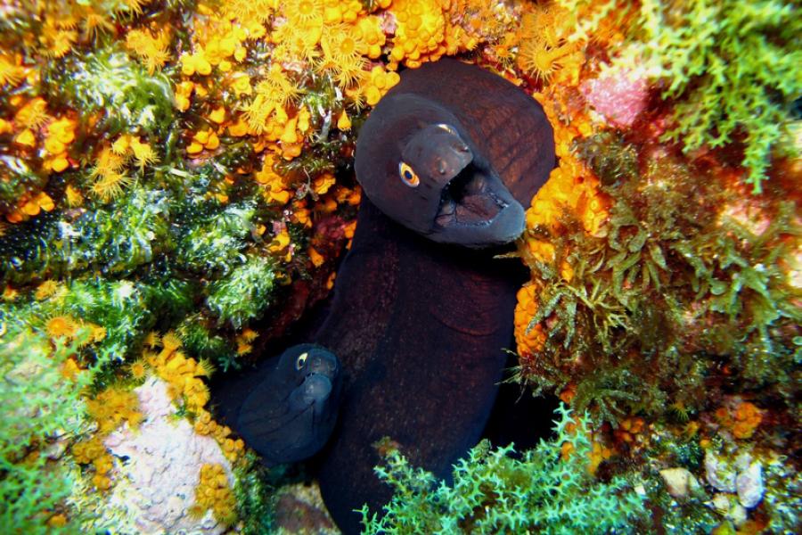 Azores: Diving’s Best-Kept Secret | Scuba Diving