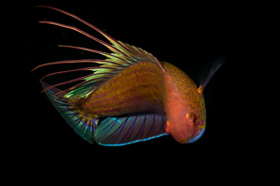 Fish Facts: The Flasher And Fairy Wrasse | Scuba Diving