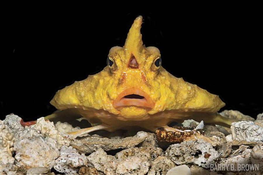 Walking Fish of the Underwater World | Scuba Diving
