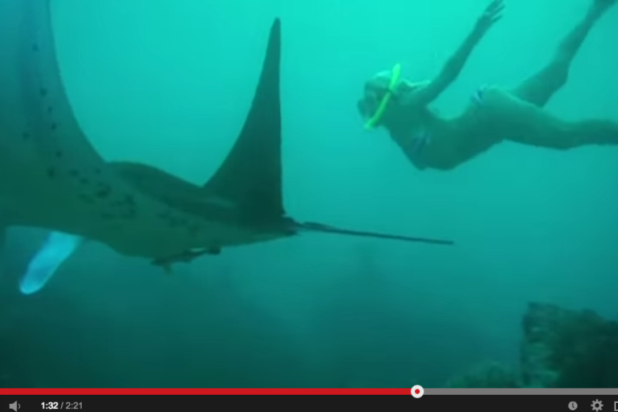 VIDEO: Never Fall in Love with a Scuba Diver | Scuba Diving