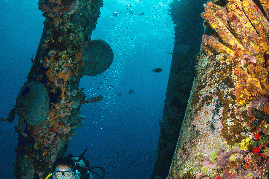 Make Your Reservations For PADI's 17th Annual Total Submersion Dive ...