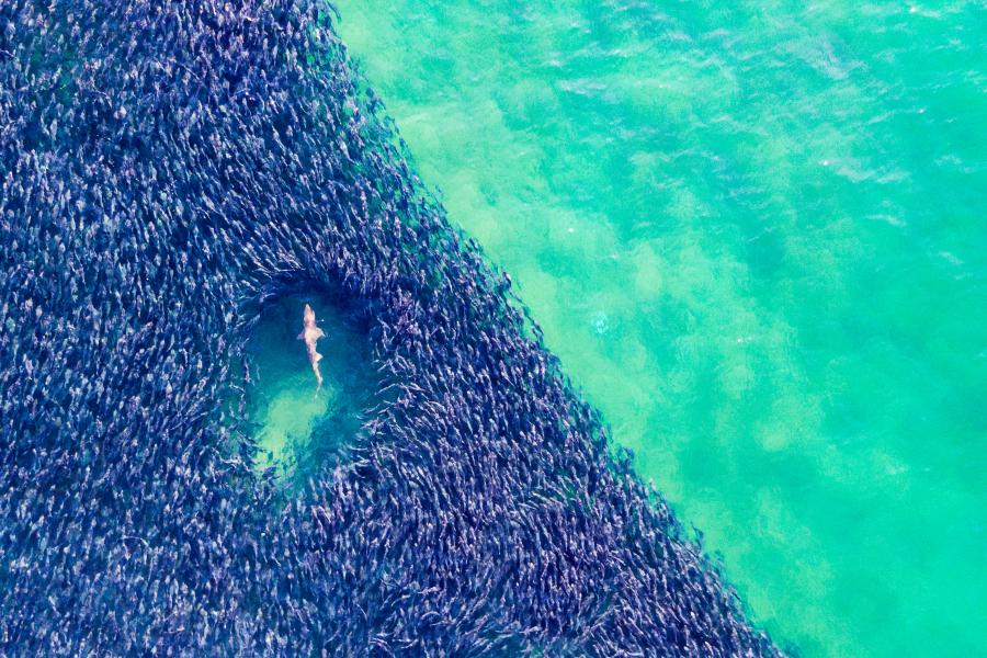 What Happens to an Ecosystem When Its Top Predator Is Removed? | Scuba ...