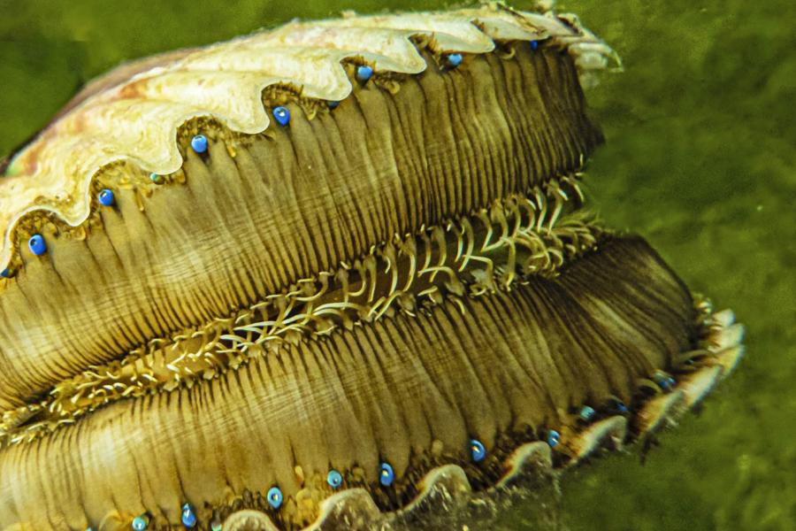 The ‘Surprisingly Sophisticated’ Way Scallops See | Scuba Diving