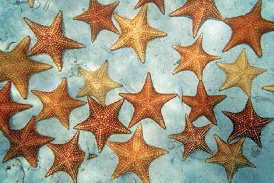 Interesting Facts about Sea Stars | Scuba Diving