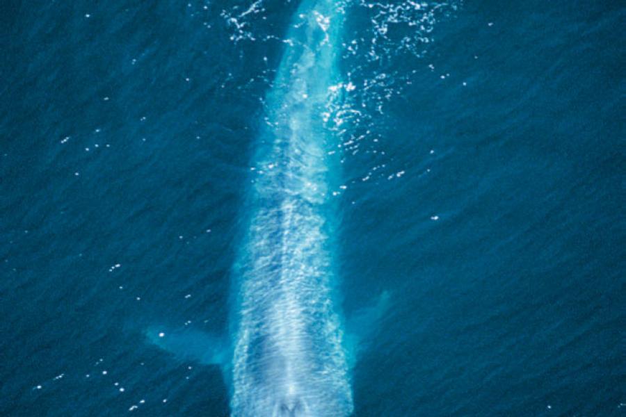 Dive News: Exploding Whales Go Viral | Scuba Diving