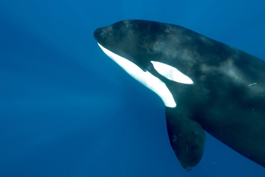 What You Need to Know About Swimming With Orcas in Mexico | Scuba Diving