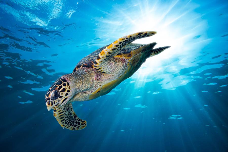 Shrimpers Should Use TEDs to Protect Endangered Sea Turtles | Scuba Diving
