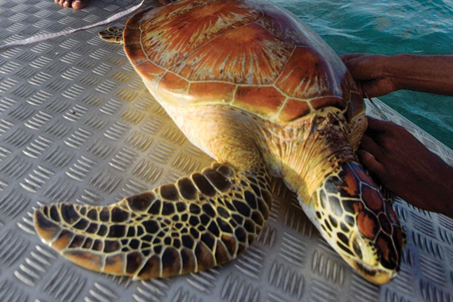 Solomon Islands Hawksbill Sea Turtle Population Bounces Back | Scuba Diving