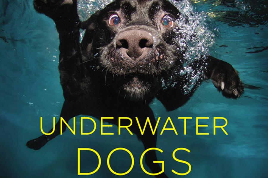 Photos of Dogs Underwater | Scuba Diving
