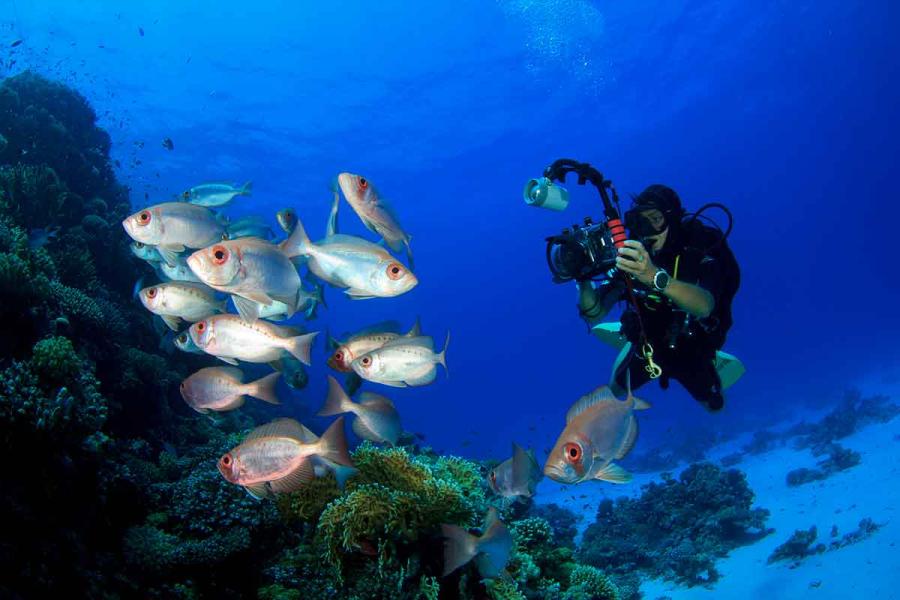 Dive Hacks: 20 Underwater Photography Tips and Tricks from the Pros ...