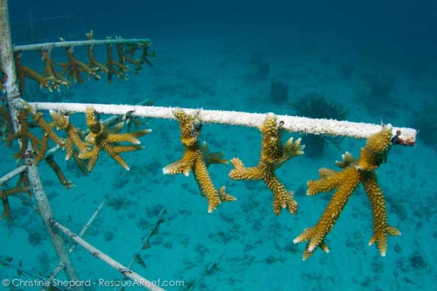UM Rosenstiel School Scientists Launch Rescue-A-Reef Initiative | Scuba ...