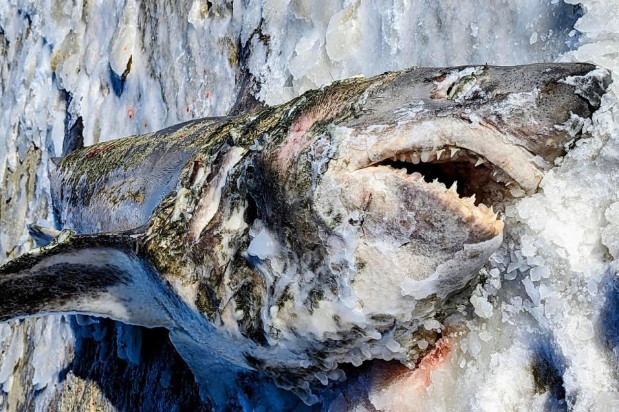 How Common Are Stranded Sharks Like the Frozen One in Cape Cod? | Scuba ...