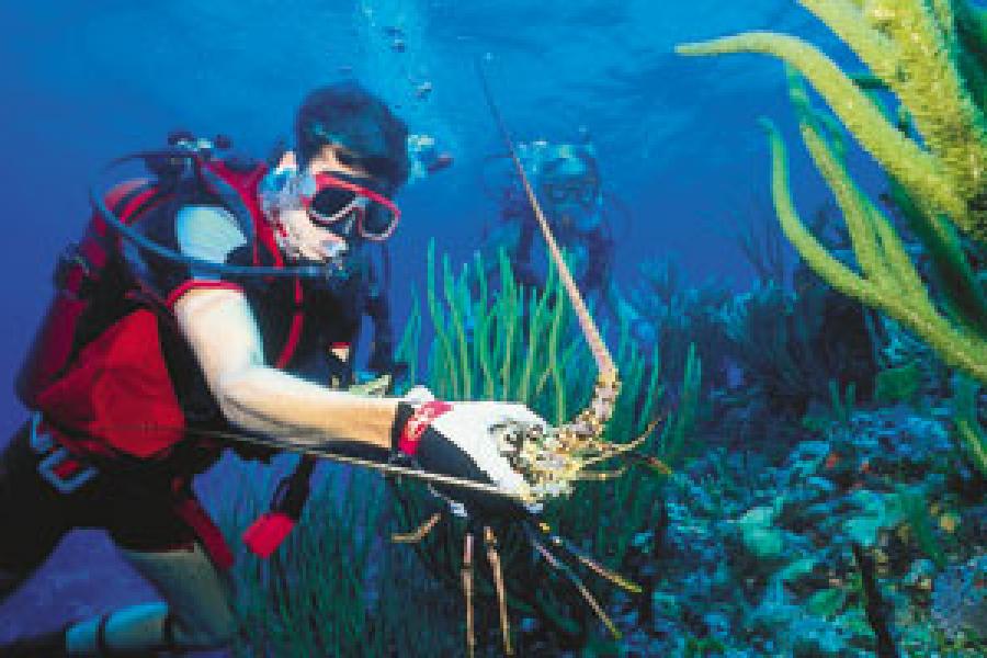 Florida and Florida Keys Lobstering Guide | Scuba Diving