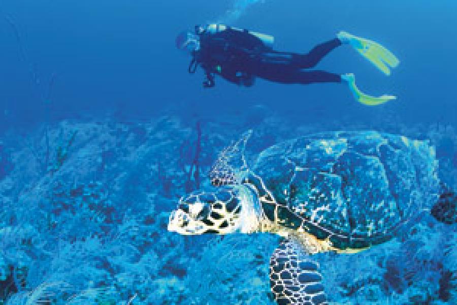 Grand Cayman Island | Scuba Diving