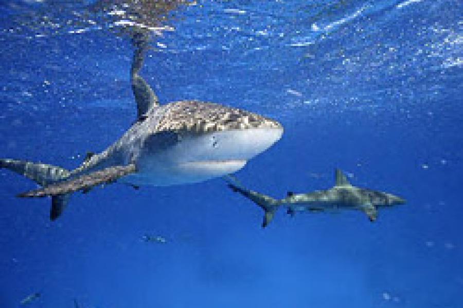 Shark Identification | Scuba Diving