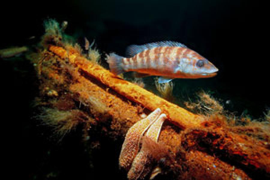 Wreck Valley, New York-New Jersey | Scuba Diving