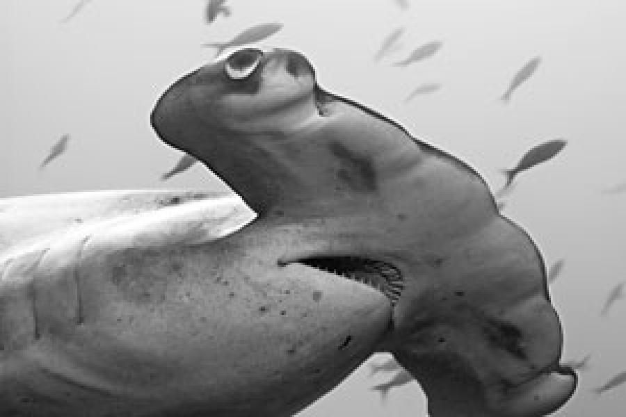 Streamlining Your Photographer Workflow | Scuba Diving