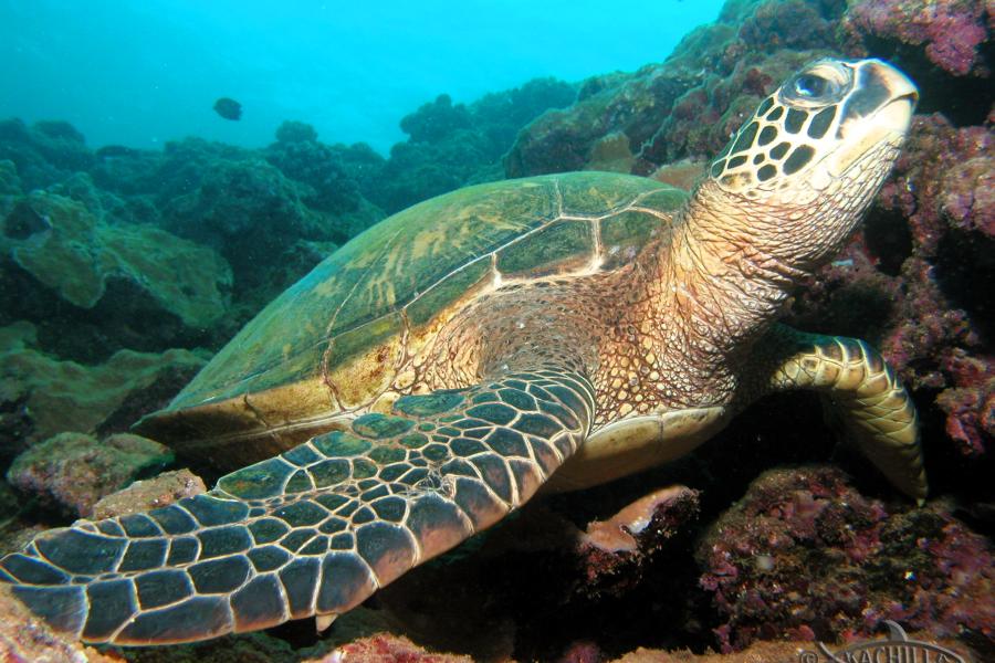 Dive Alongside Volcanic Rock at Ewa Pinnacles in Oahu | Scuba Diving