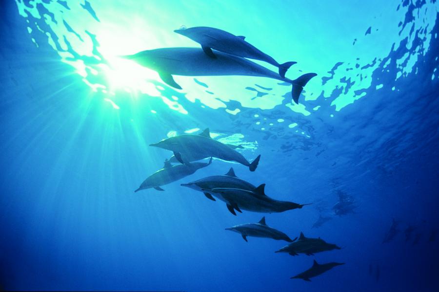 Dolphins in Captivity? | Scuba Diving