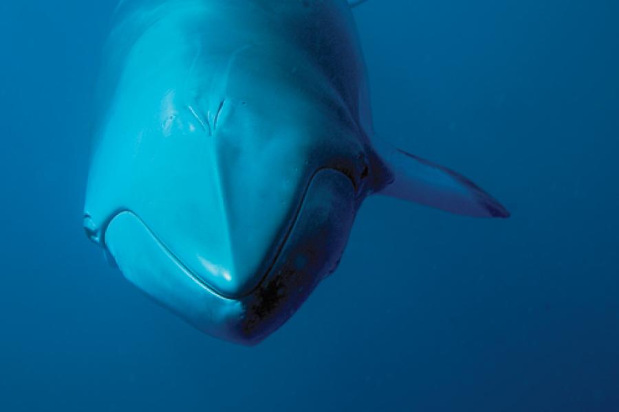 Australia's Bounty - Ribbon Reefs | Scuba Diving