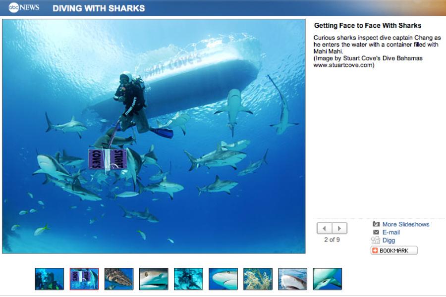 Shark Wrangler, Stuart Cove, featured on ABC's Good Morning America ...
