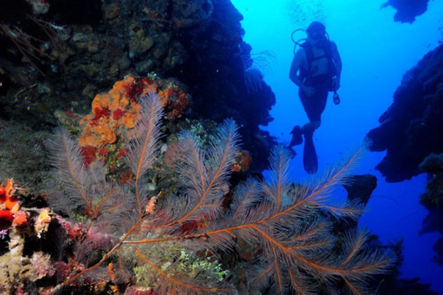 Anthony's Key Resort | Scuba Diving