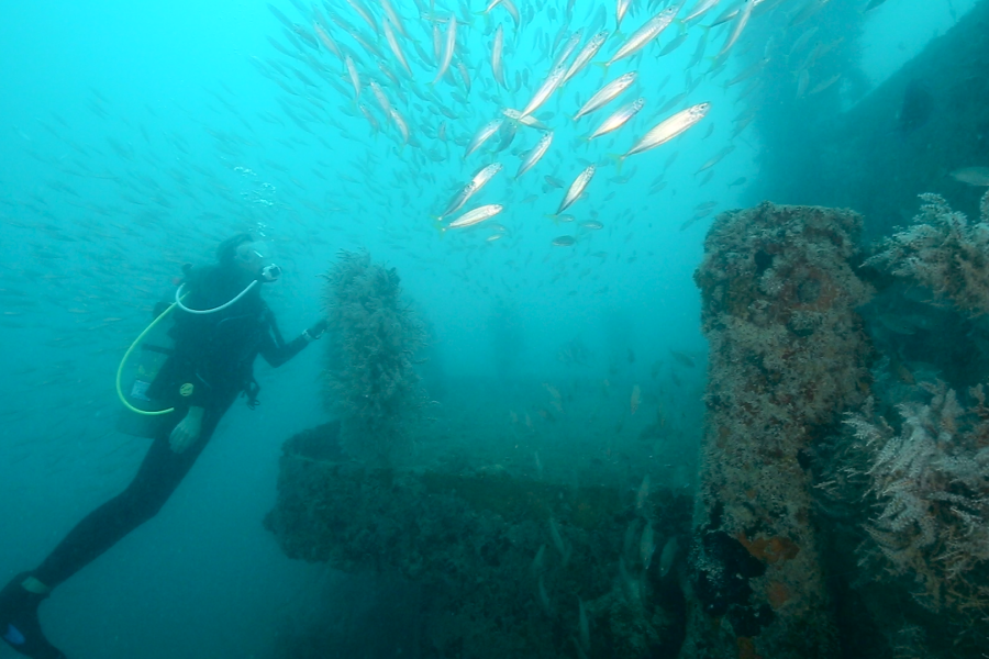 Dive Big Pine Key’s Adolphus Busch Sr. | Scuba Diving