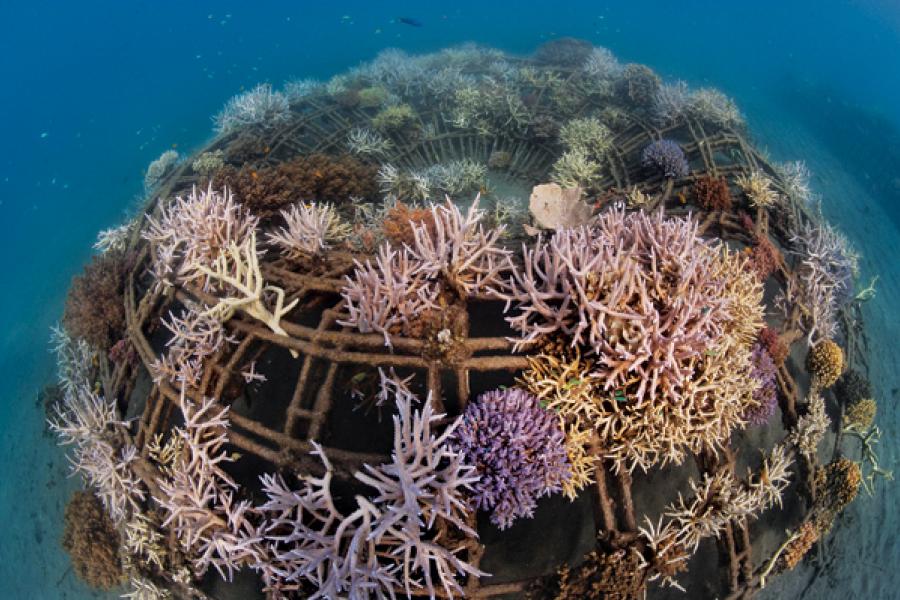 Frankenreefs: When Bio Meets Tech Underwater | Scuba Diving