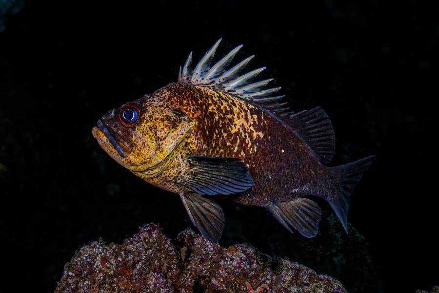 Diving for a Cause: How to Support Marine Protected Areas | Scuba Diving
