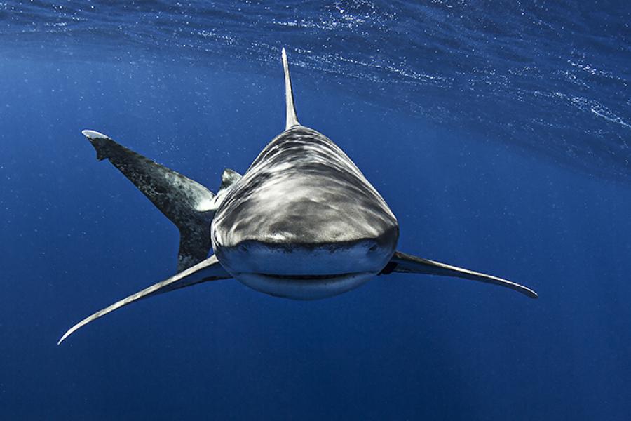 Jaw-Dropping Shark Photos to Prepare for Shark Week | Scuba Diving